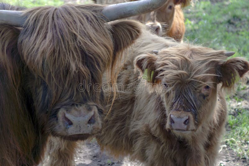 Portrait of Two Highland Cattles Stock Image - Image of rural, beauty ...