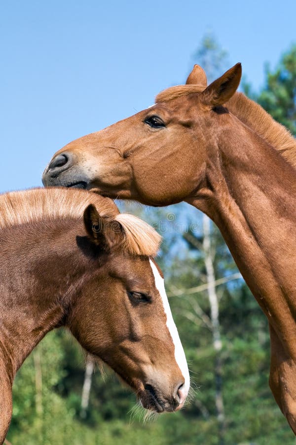 Portrait of two horses stock image. Image of animals, elegance - 6866383