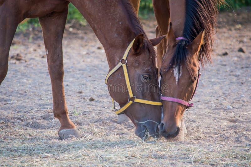 Portrait of two horses stock photo. Image of mane, domestic - 45509304