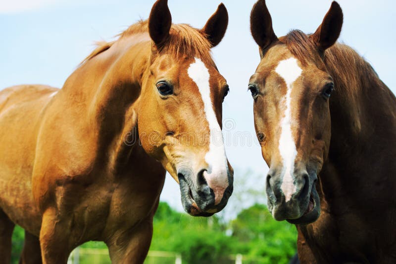 Portrait of two horses stock image. Image of background - 156042859