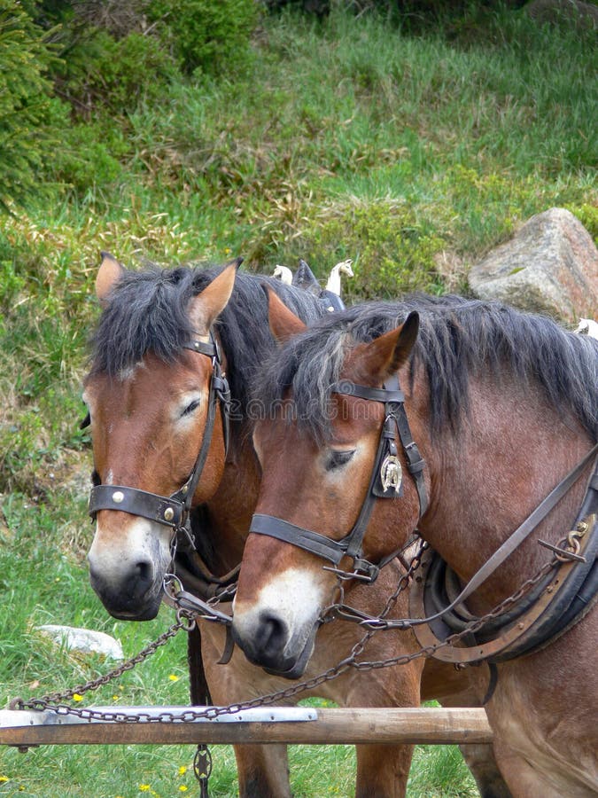 Portrait of Two Draft Horses Stock Photo - Image of animals, heads ...