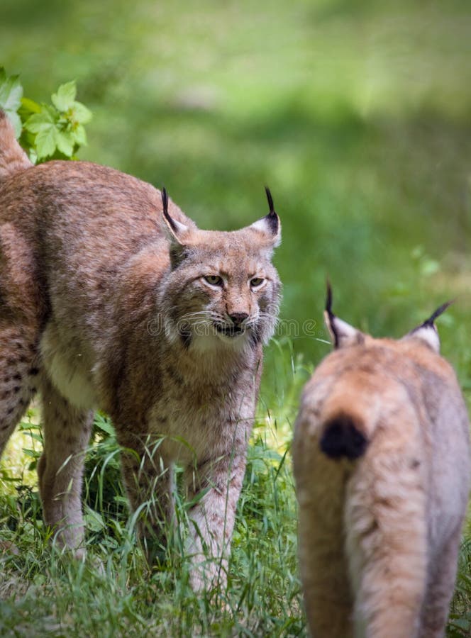 Portrait of Two Lynx in a Game Park Stock Image - Image of carnivore ...
