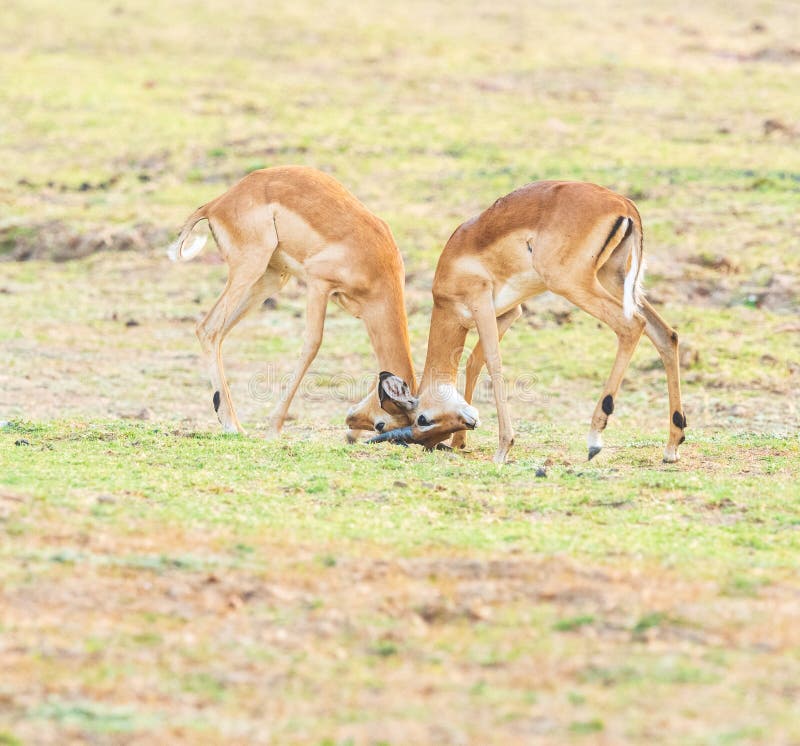 A Portrait of Two Male Impalas Fighting Stock Photo - Image of south ...