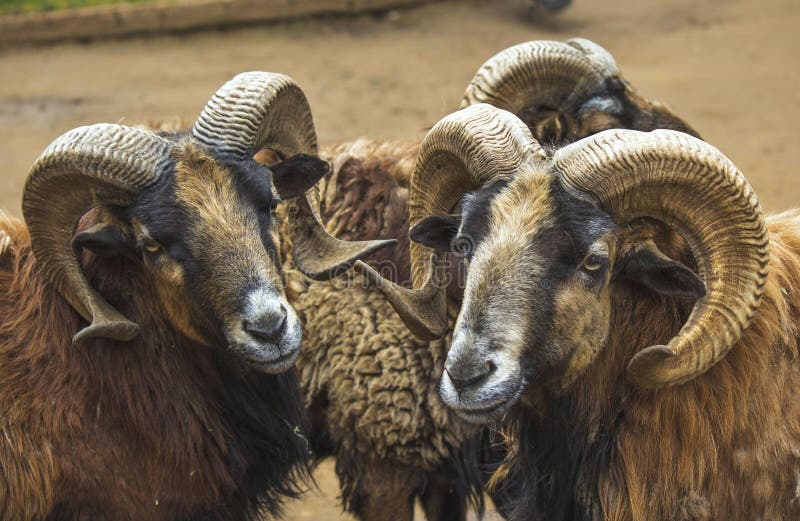 Two Mountain Rams Males Stock Photos - Free & Royalty-Free Stock Photos ...
