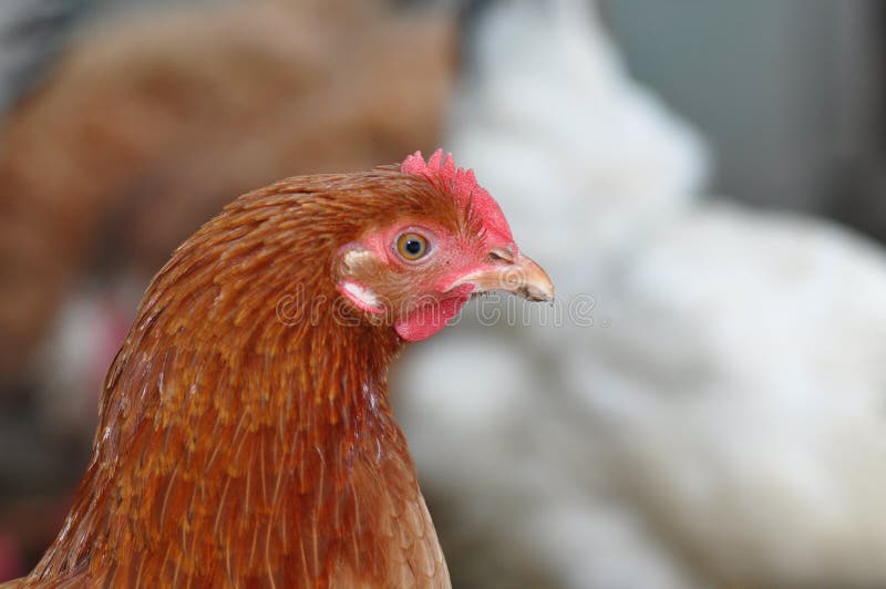 Hens portrait stock image. Image of beauty, feathers - 23936481