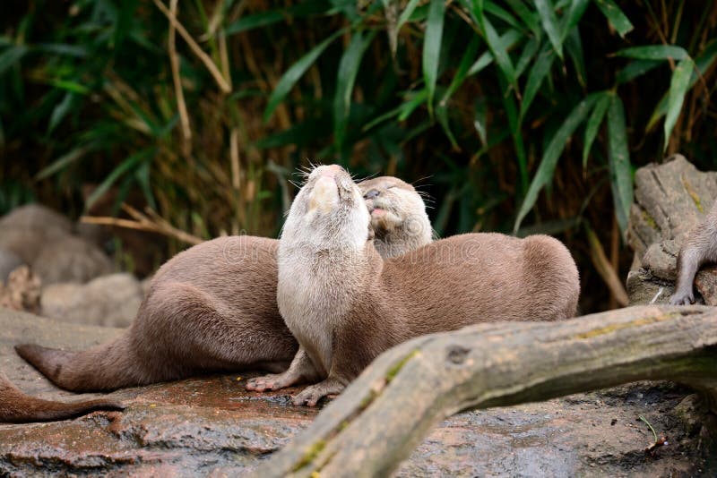Two otters cuddling stock photo. Image of cuddling, outdoors - 105995592