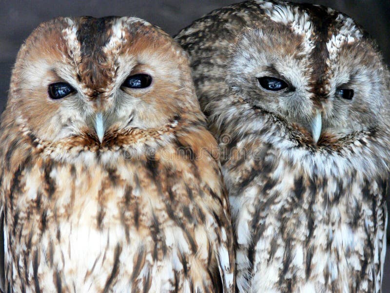 Portrait of two owls stock photo. Image of twin, pattern - 102155656