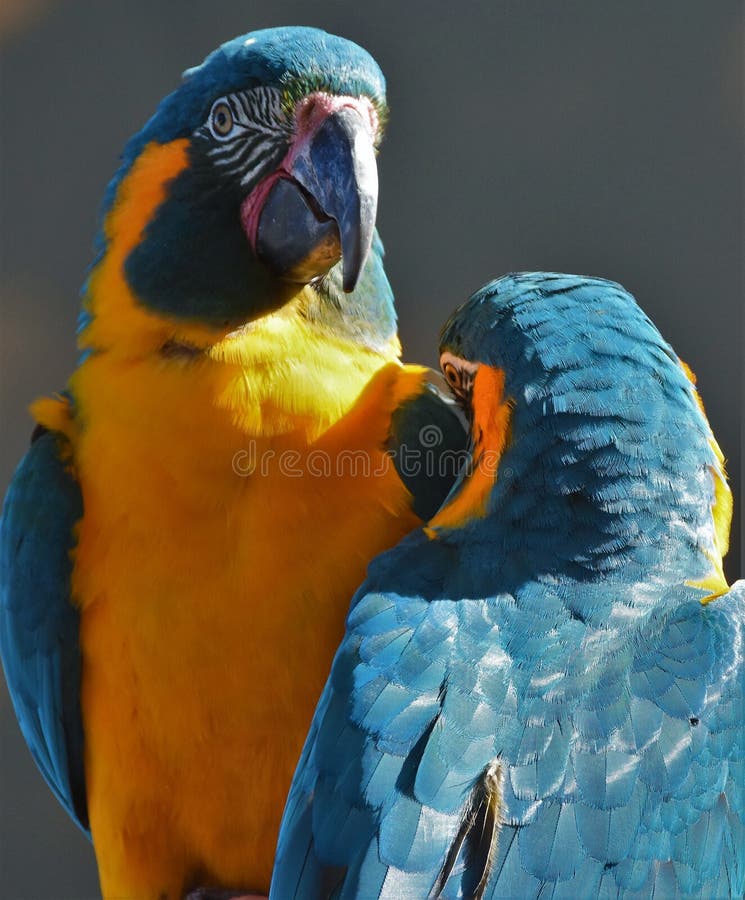 Portrait of two parrots stock image. Image of tropical - 221328345