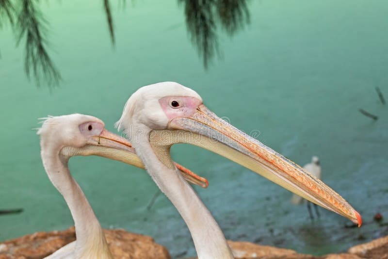 Portrait of two pelicans stock image. Image of nature - 185668001