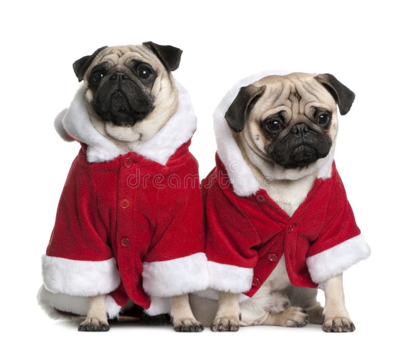 Christmas Pugs stock photo. Image of expressive, costume - 12376776