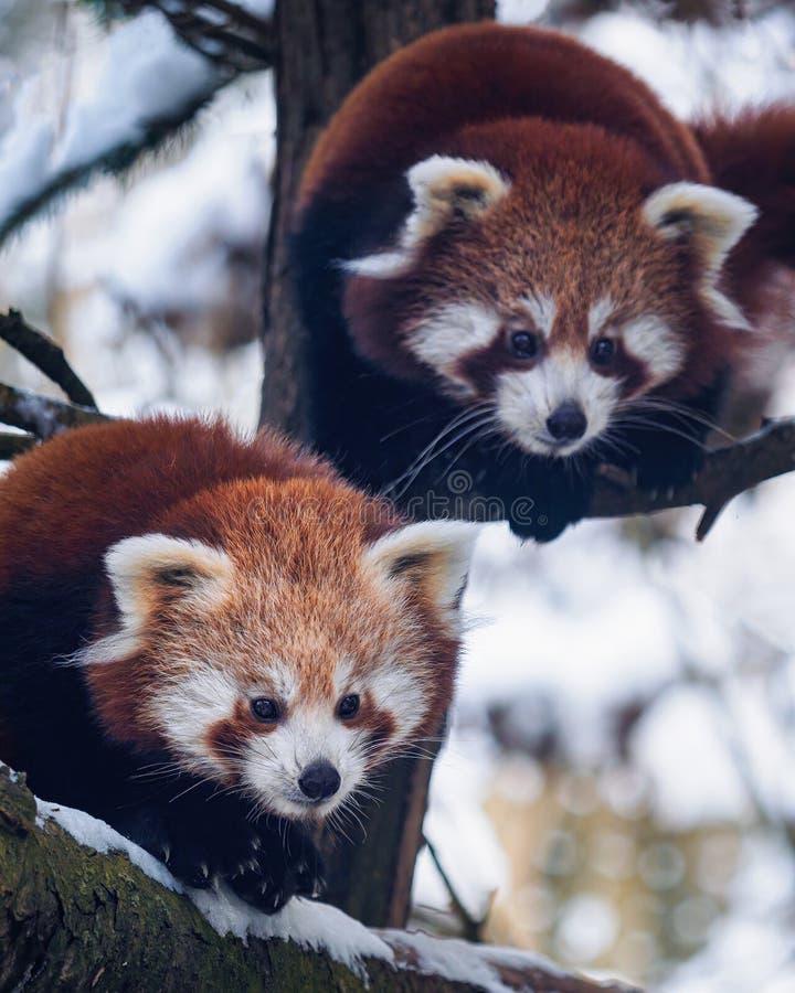 Portrait of Two Red Pandas Cub on a Branch Stock Image - Image of ...