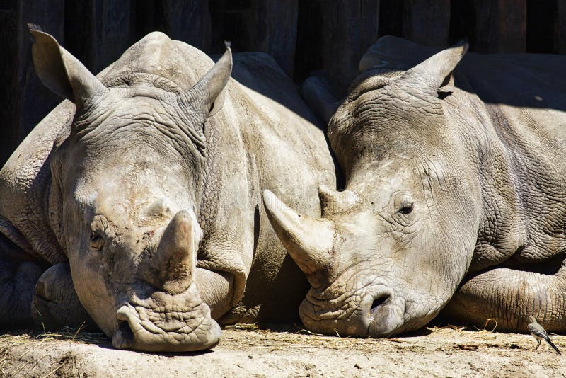 Portrait of Two Rhinocerous Close Stock Image - Image of rhinoceros ...