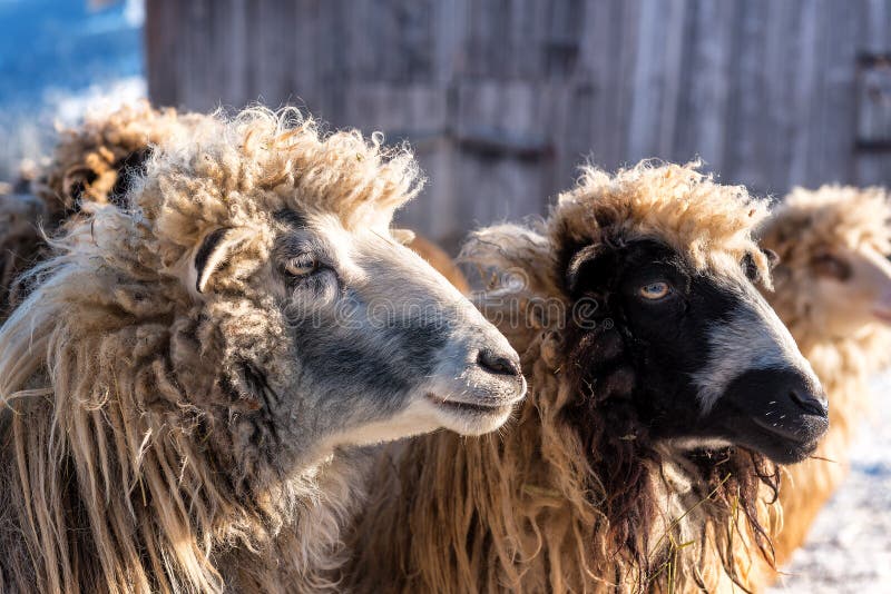 Portrait of two sheep stock image. Image of group, curiosity - 91805763