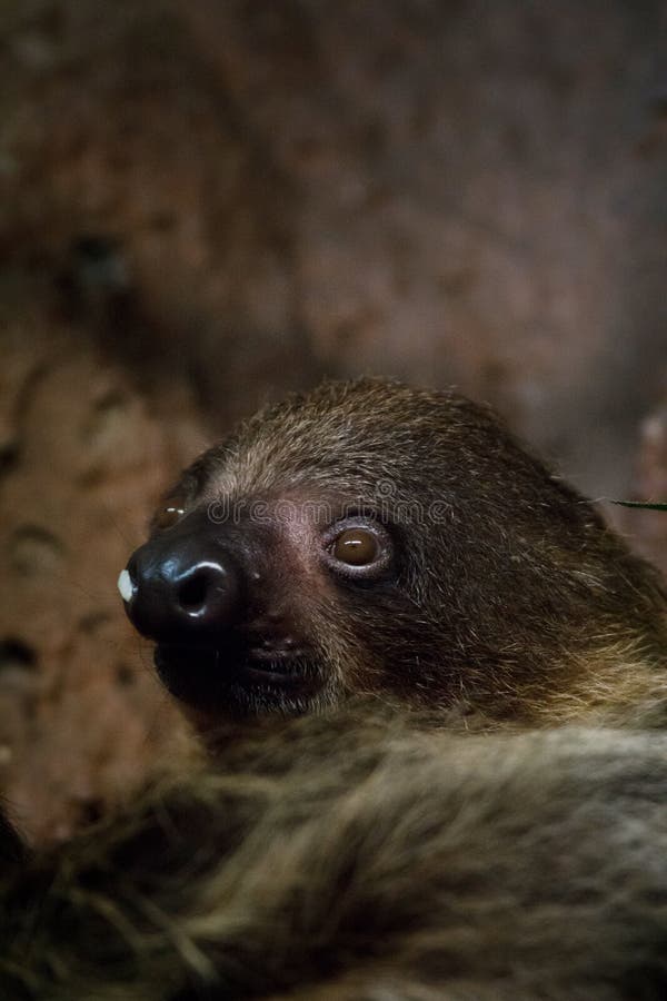 959 Sloth Face Stock Photos - Free & Royalty-Free Stock Photos from ...
