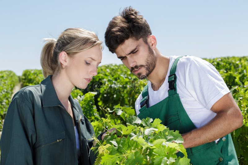 Portrait Two Vineyard Workers Stock Photo - Image of tree, beverage ...
