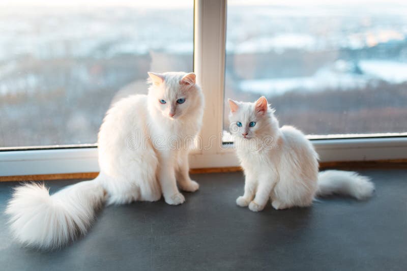 Portrait of Two White Fluffy Cats with Blue Eyes Near Panoramic Window ...