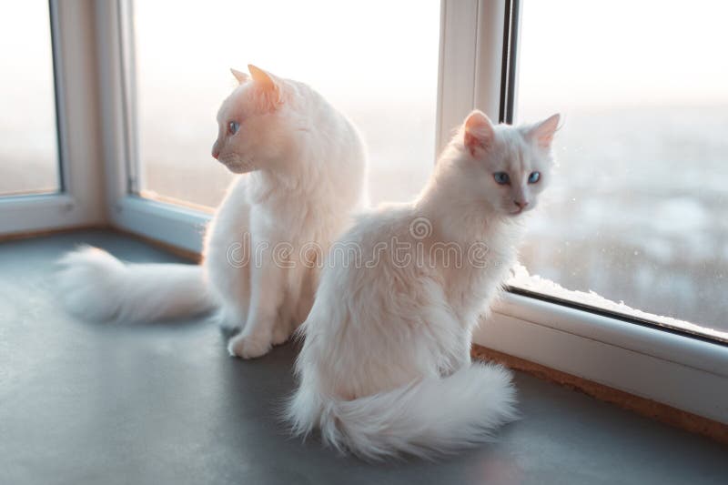 Portrait of Two White Fluffy Cats with Blue Eyes Near Panoramic Window ...