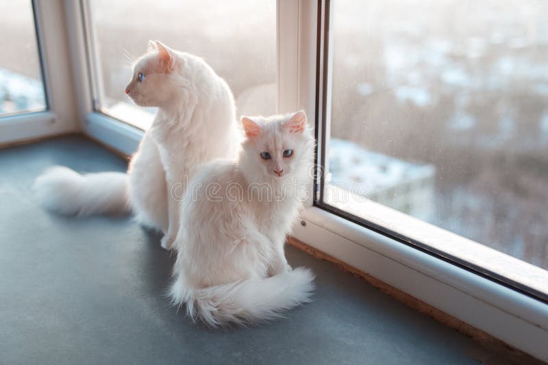 Portrait of Two White Fluffy Cats with Blue Eyes Near Panoramic Window ...