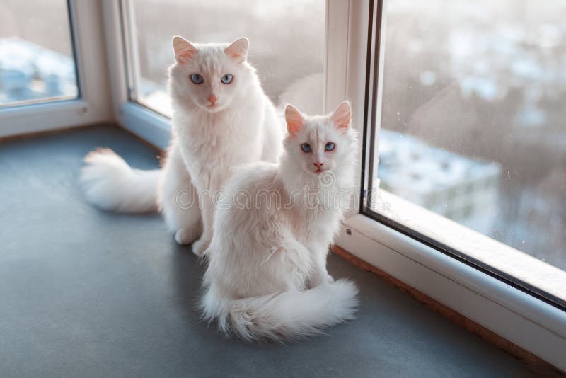 Portrait of Two White Fluffy Cats with Blue Eyes Near Panoramic Window ...