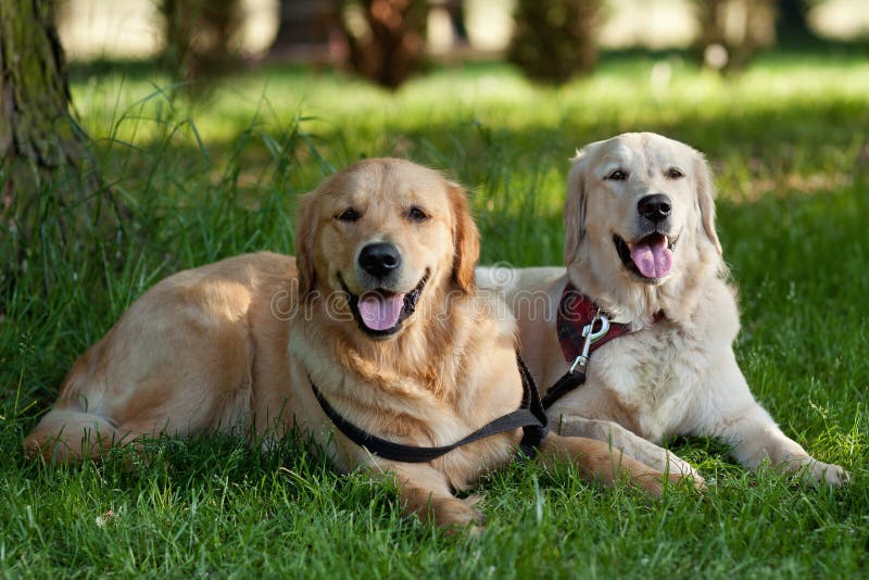 Portrait of Two Young Beauty Dogs Stock Photo - Image of friends, cute ...