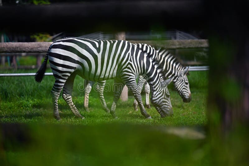 The Portrait of Two Zebraes Stock Image - Image of zebraes, zebra ...