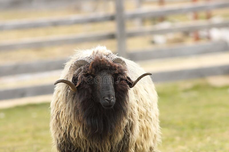 114 Ugly Sheep Stock Photos - Free & Royalty-Free Stock Photos from ...