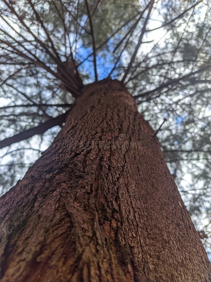 Portrait from Under a Tall Pine Tree, Showing a Strong and Sturdy Tree ...