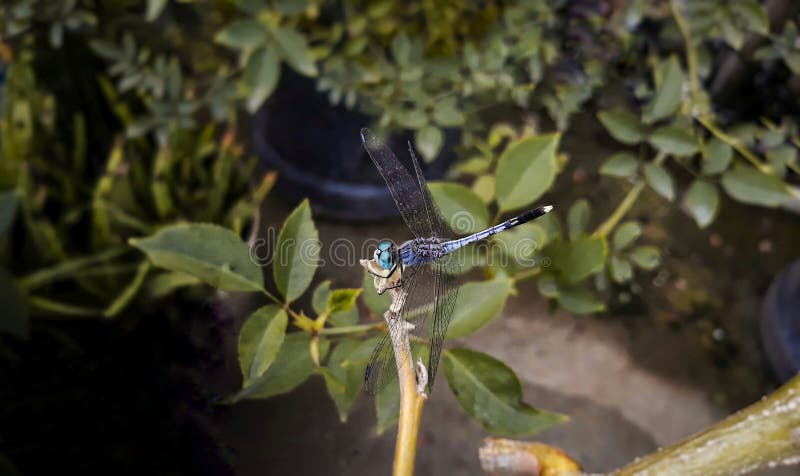 A Portrait of a Unique Specie of a Fly. Stock Image - Image of bokeh ...