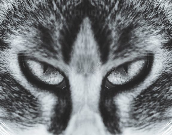 Portrait of the predator stock image. Image of wicked - 251113463