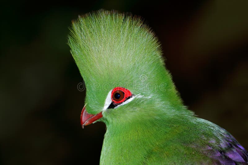 Portrait de turaco vert photo stock. Image du extérieur - 86448320