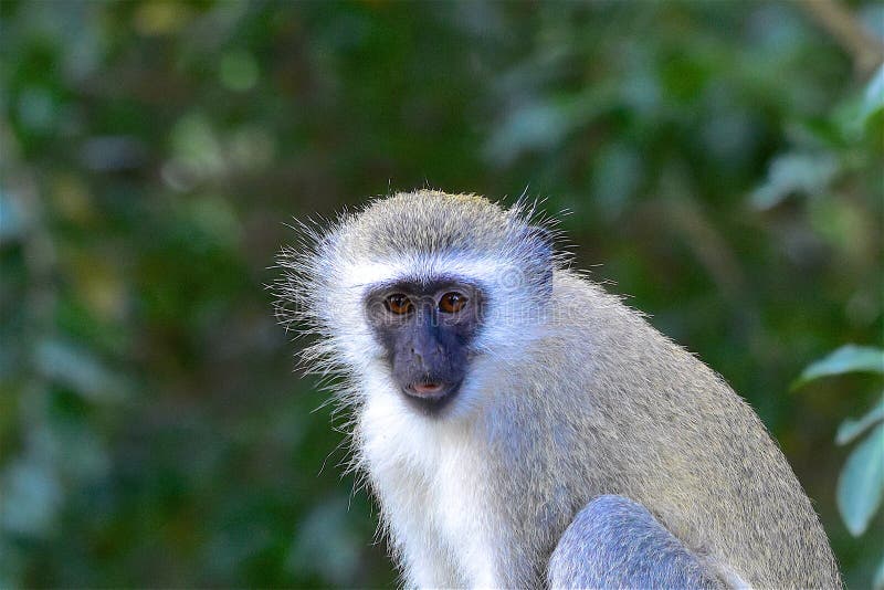 Vervet Monkey stock image. Image of savanna, grass, alert - 108727107