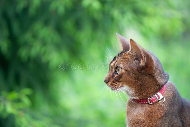 Portrait of Very Beautiful Abyssinian Cat in Nature. Space for Text ...