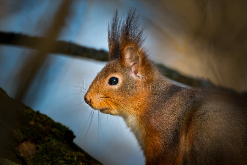 Portrait of Cute Little Squirrel Stock Photo - Image of wild, small ...