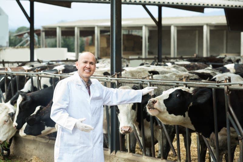 Portrait of Veterinary Caring Cows Stock Photo - Image of mature ...