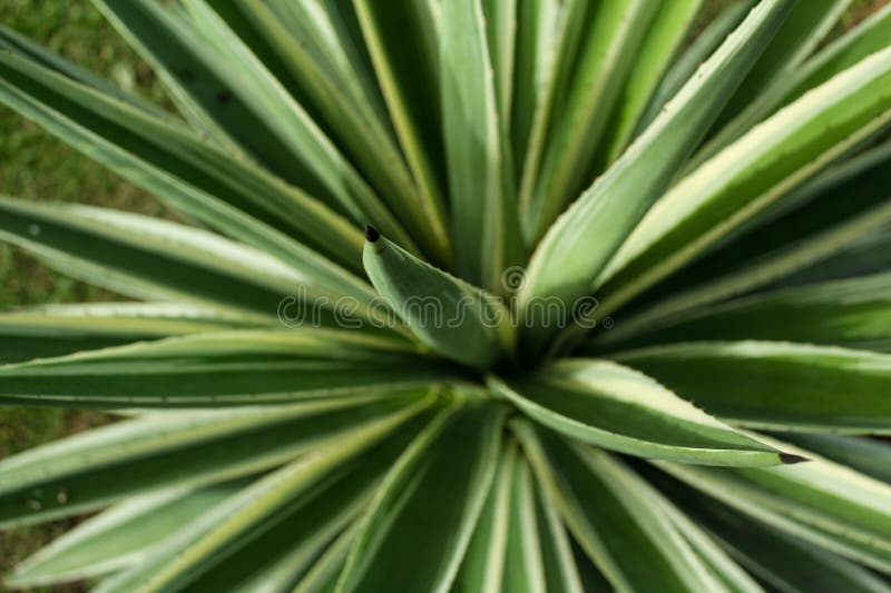 The Portrait View of Alovera Throne Stock Image - Image of branch, view ...