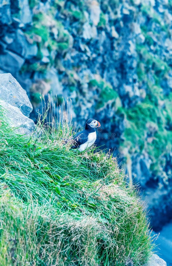 Portrait View of a Beautiful Icelandic Puffin on a Cliff Stock Image ...