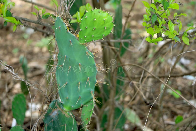 Portrait View of Cactus Plant in India Stock Photo - Image of giant ...