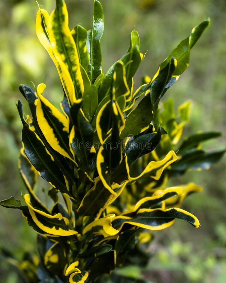 Portrait View of Codiaeum Variegatum Leaves. Colorful Leaves of ...