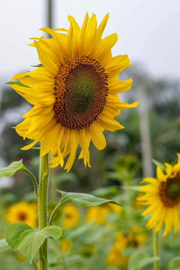 Portrait View of Fully Bloomed Sunflower on the Tree Close Up Stock ...