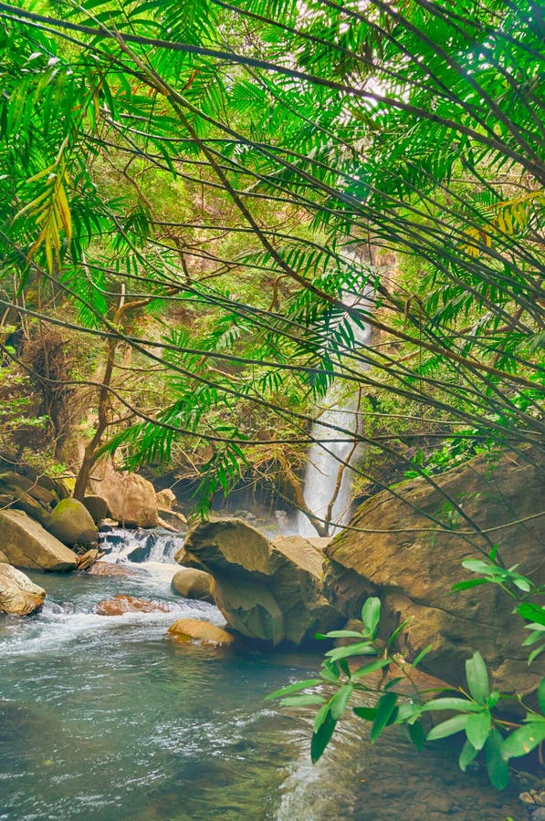 Portrait View Looking through Tree Branches at a Waterfall Stock Photo ...