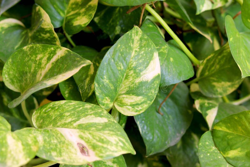 Money Plant Leaf Plant - Image Stock Photo - Image of detail, flora ...