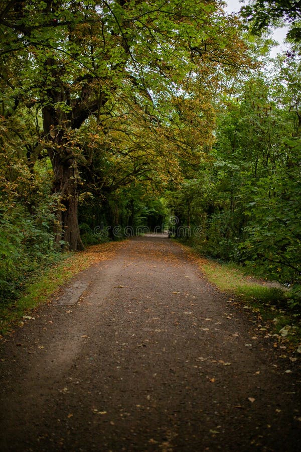Portrait View of a Mysterious Long Path Surrounded by Trees and Plants ...