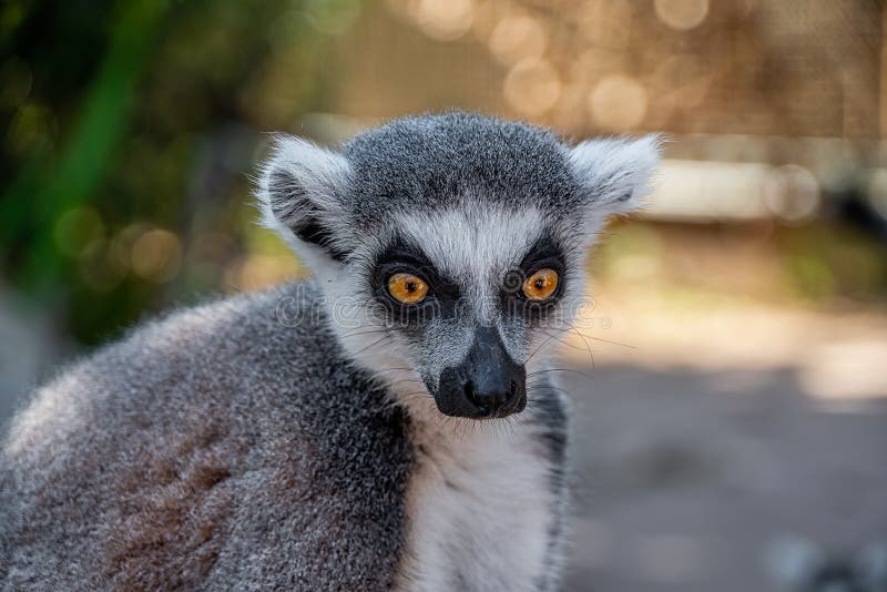 Portrait View of a Ring Tailed Lemurs Head Stock Photo - Image of ...