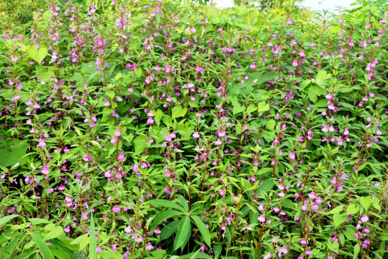 Portrait View of Small Pink Flower with Small Green Leaf Stock Image ...