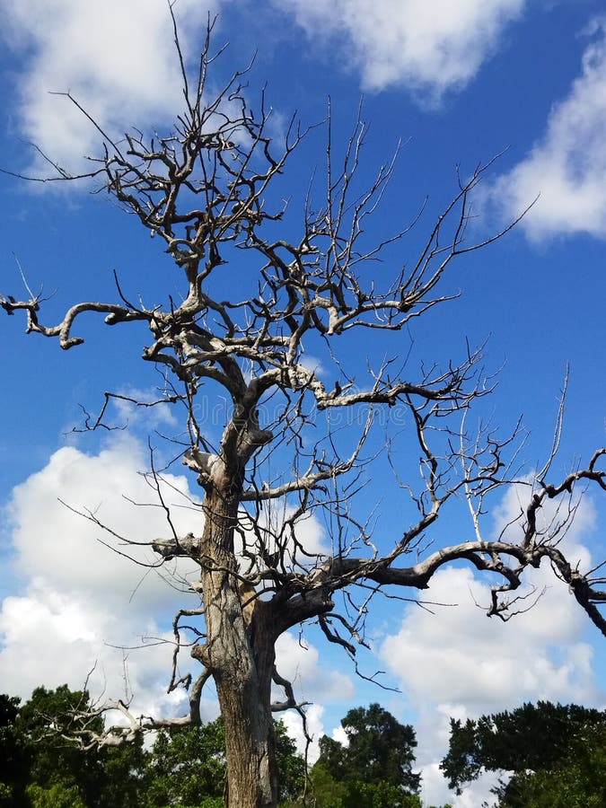 Portrait View of Tumble Down Tree Stock Image - Image of view, snow ...