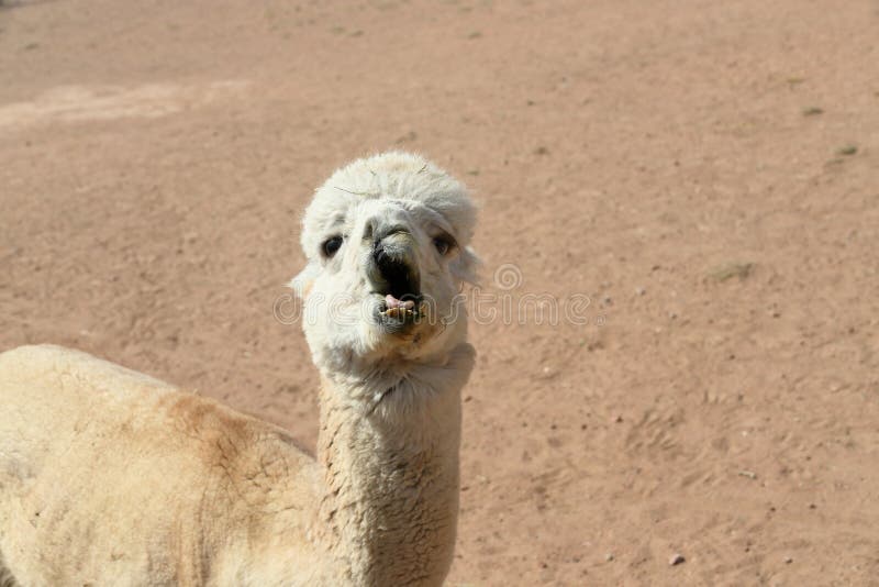 Portrait View of a White Alpaca Looking at the Camera Stock Image ...