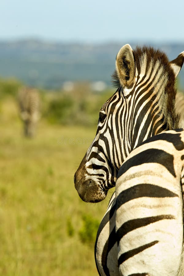 Portrait View of a Zebra from Behind Stock Photo - Image of pattern ...