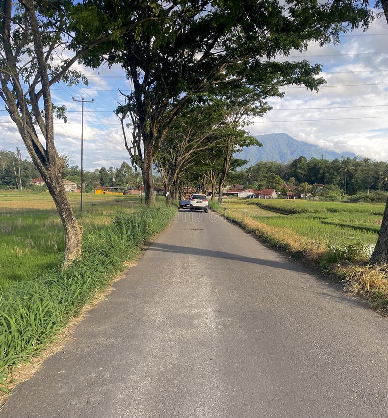 Portrait of Village Rice Fields Stock Photo - Image of portrait ...