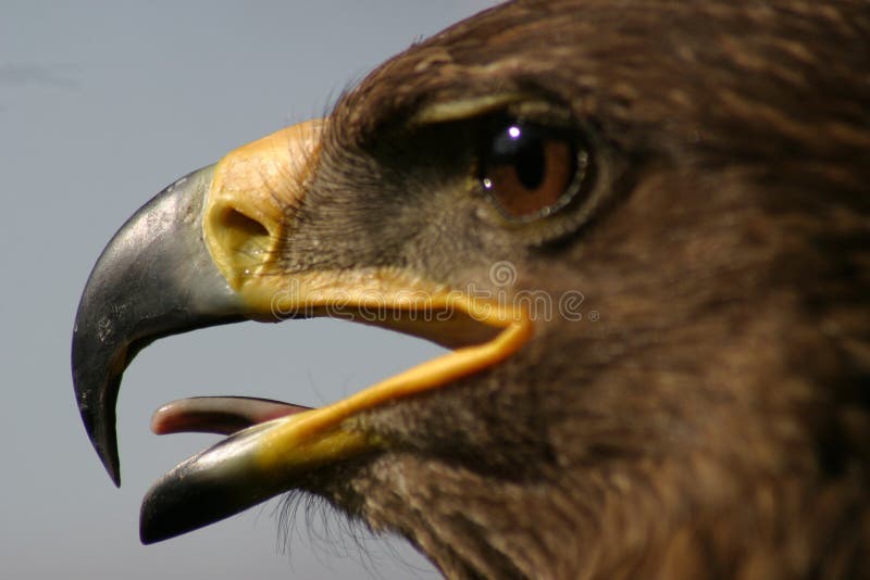 Adlerporträt 2 stockbild. Bild von nasenloch, vögel, vogel - 1434725