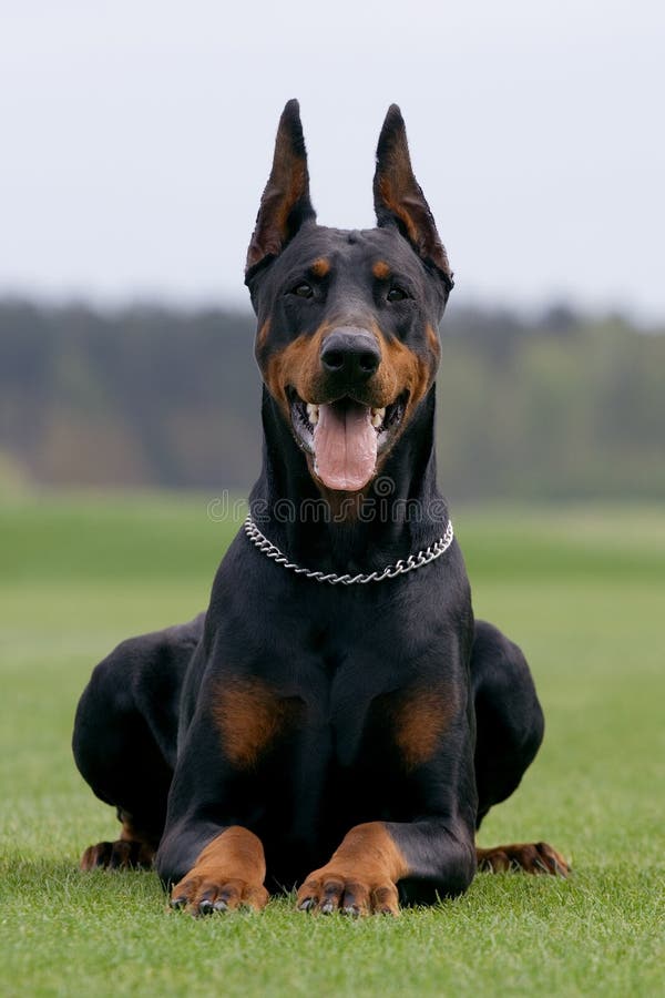 Portrait von dobermann stockbild. Bild von fahrwerkbein - 9421997